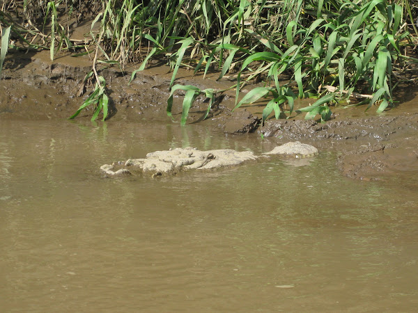 Crocodile | Project Noah