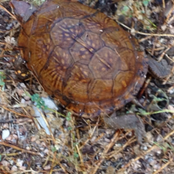 Box Turtle | Project Noah