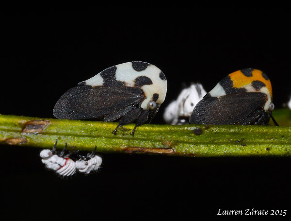 Treehoppers & Nymphs | Project Noah
