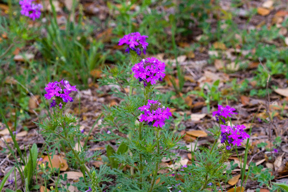 Prairie Verbena | Project Noah