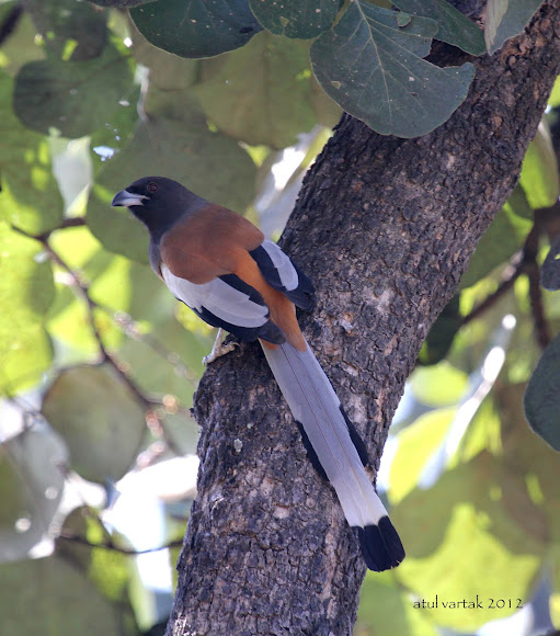 Rufous Treepie | Project Noah