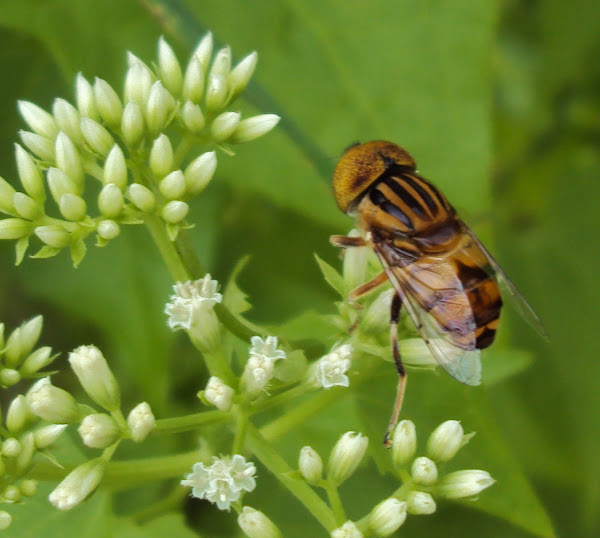 Drone Fly | Project Noah