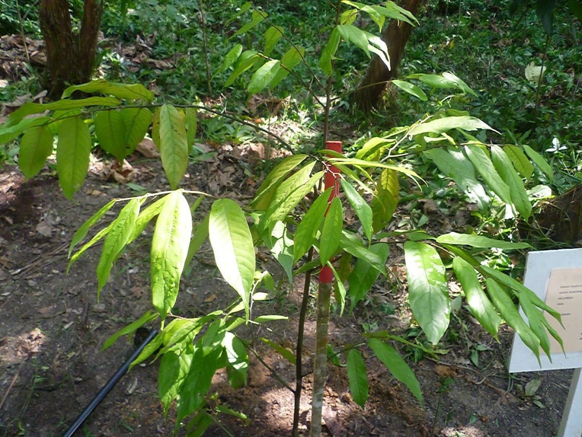 Cengal Tree | Project Noah