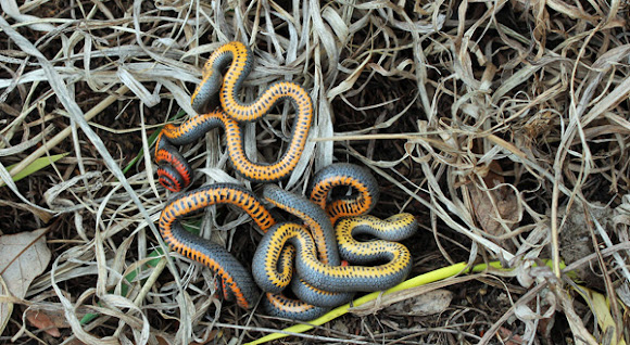 Prairie Ringneck Snake | Project Noah