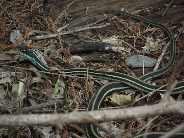 Orange-striped Ribbon Snake | Project Noah