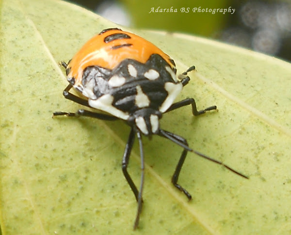 Ornate shield bug | Project Noah