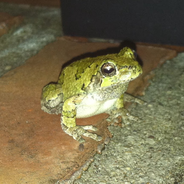 Gray tree frog | Project Noah