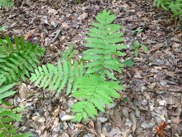 Virginia Chain Fern | Project Noah