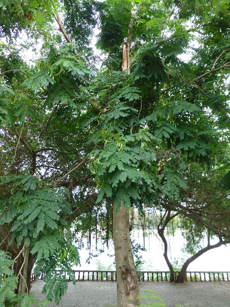 Sage tree | Project Noah