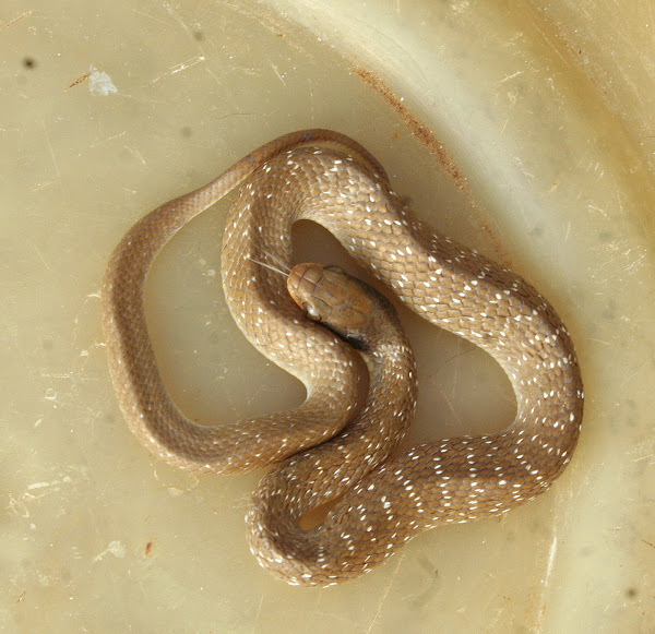 Herald or Red-lipped snake | Project Noah