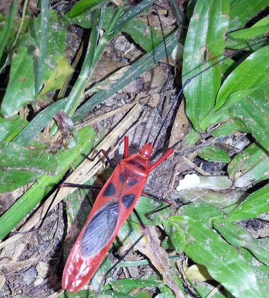 Giant Red Bug | Project Noah