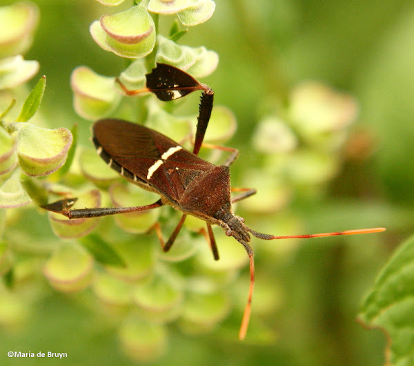 Florida leaf-footed bug | Project Noah