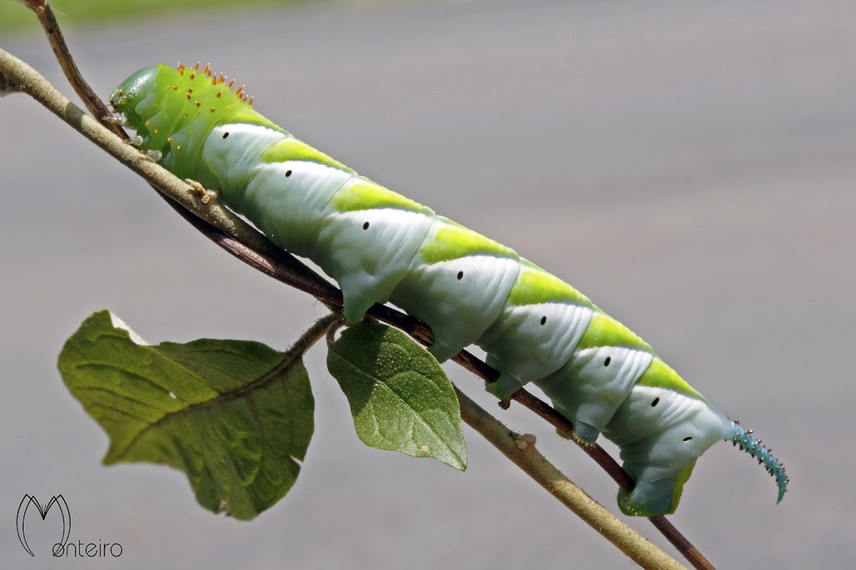 Manduca caterpillar | Project Noah