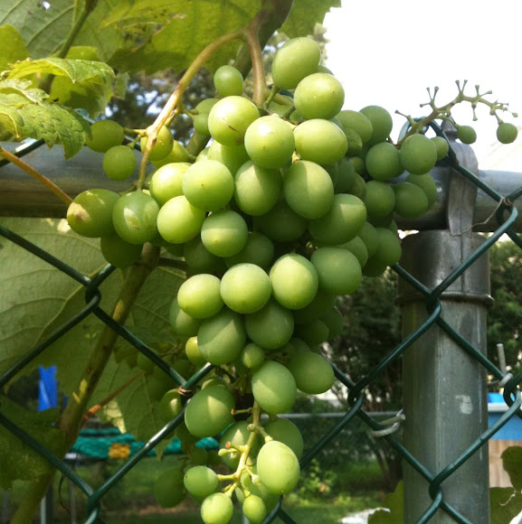 Grapes | Project Noah