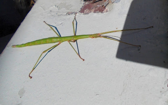 stick insect | Project Noah