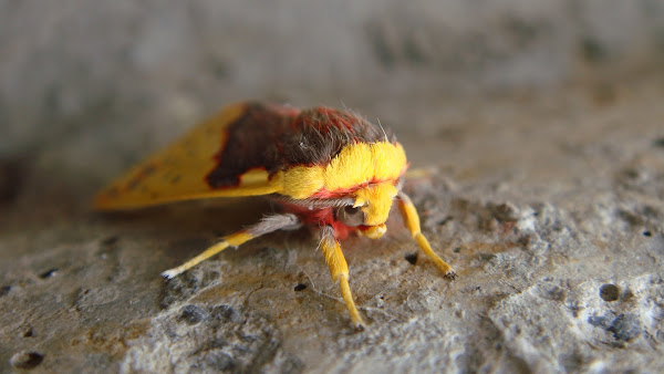 Amaxia moth | Project Noah