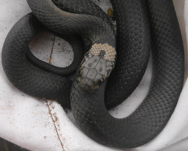 Pale-headed Snake | Project Noah