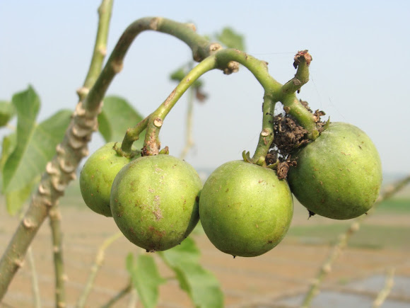 Jatropha,Bio Diesel | Project Noah