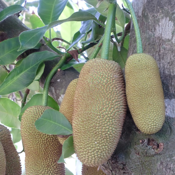 Champada | Project Noah