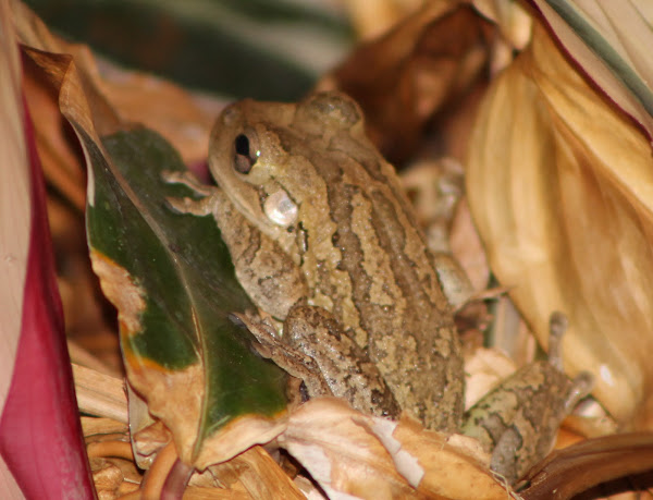 Cuban Tree Frog | Project Noah