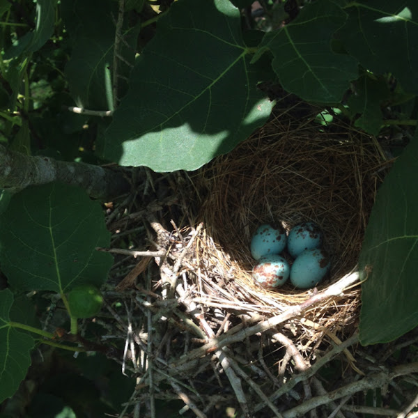 Northern mockingbird (eggs) | Project Noah