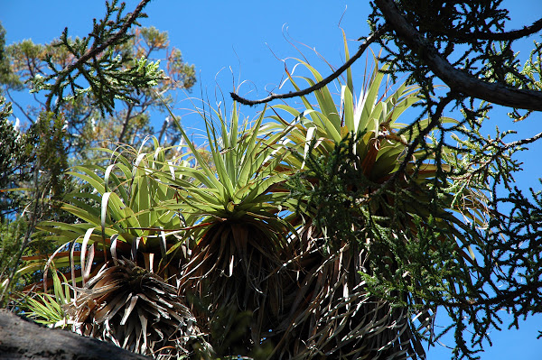 Pandani, aka Giant grass tree | Project Noah