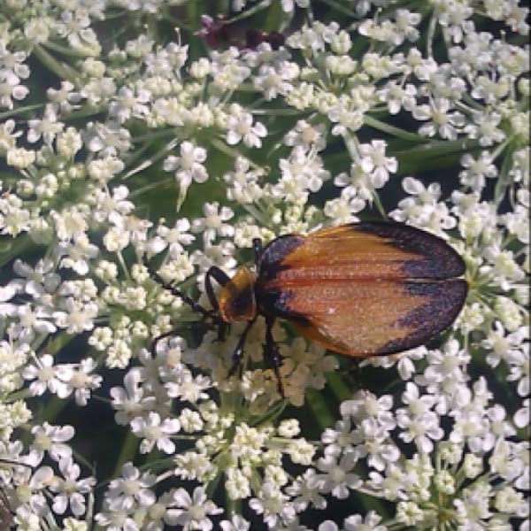 Tailed Net-winged Beetle | Project Noah