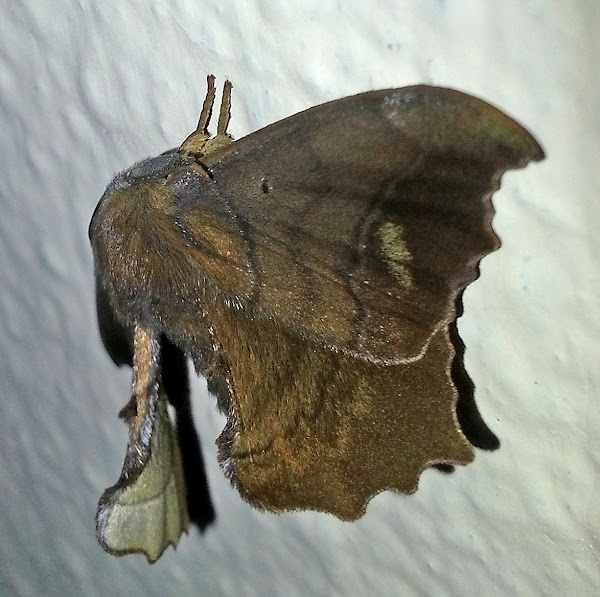 Bombycidae Moth | Project Noah