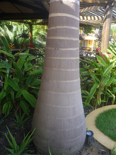 Palma real, Palma real cubana, Cuban royal palm | Project Noah