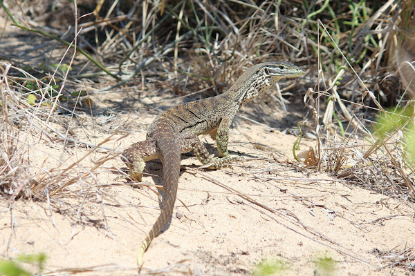Sand Goanna or Gould's Monitor | Project Noah