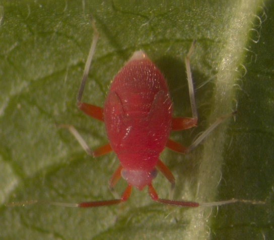 Red Plant Bug | Project Noah