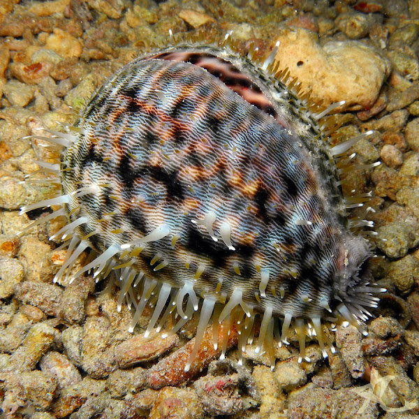 Tiger Cowry | Project Noah