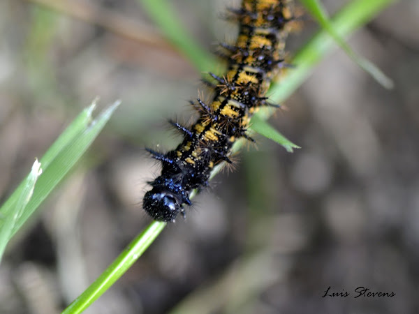 White-rayed Patch/Checkerspot (Mariposa parche negra) | Project Noah