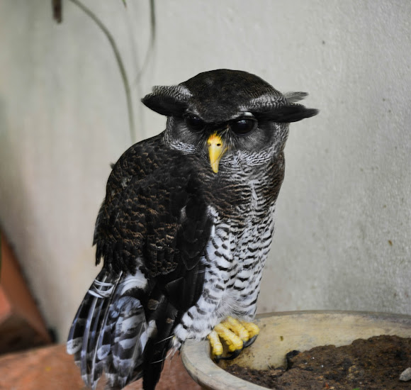 Malay eagle-owl | Project Noah