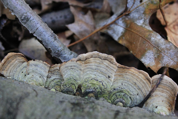 White-rot fungus | Project Noah