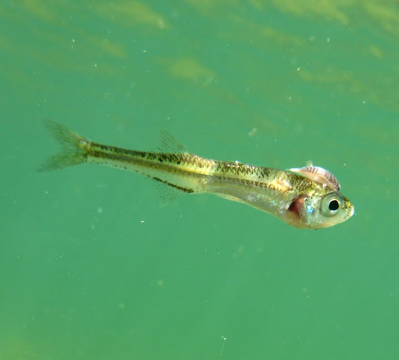 Big-scale sand smelt. Chirrete | Project Noah