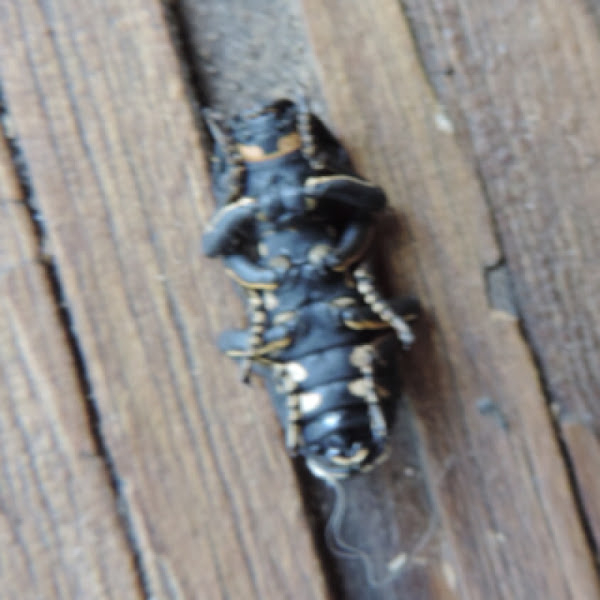 Iron Clad Beetle | Project Noah