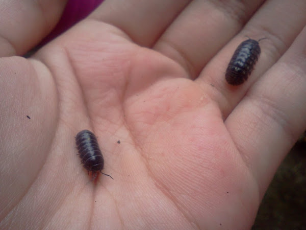 Roley poley | Project Noah