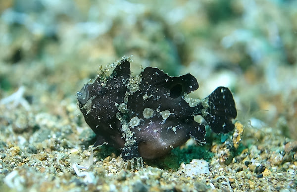 Occelated Frogfish | Project Noah