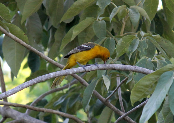 Orange Oriole (female) | Project Noah
