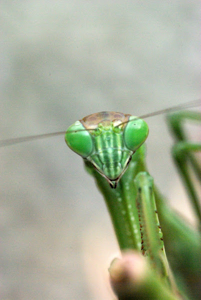 California Mantis | Project Noah