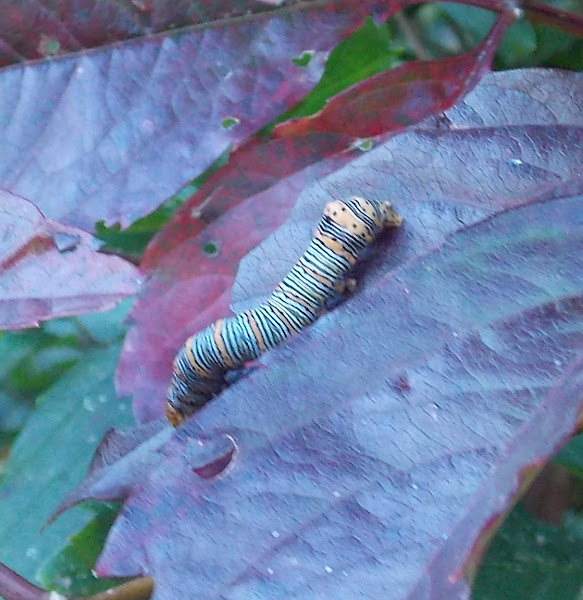 Beautiful-wood Nymph | Project Noah