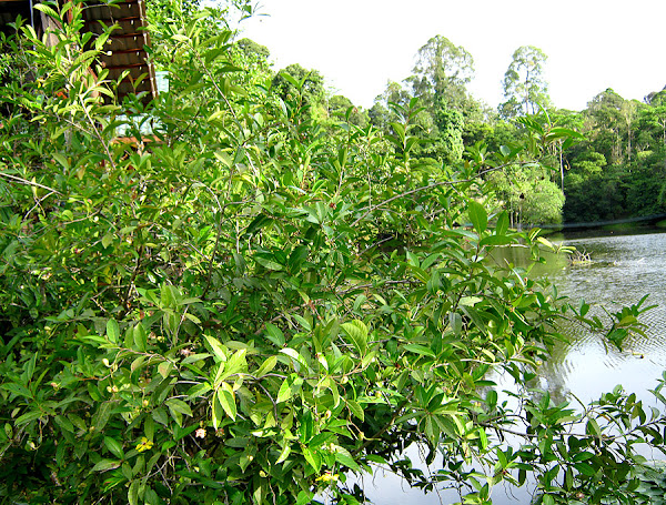 Simpur Air Besar | Project Noah