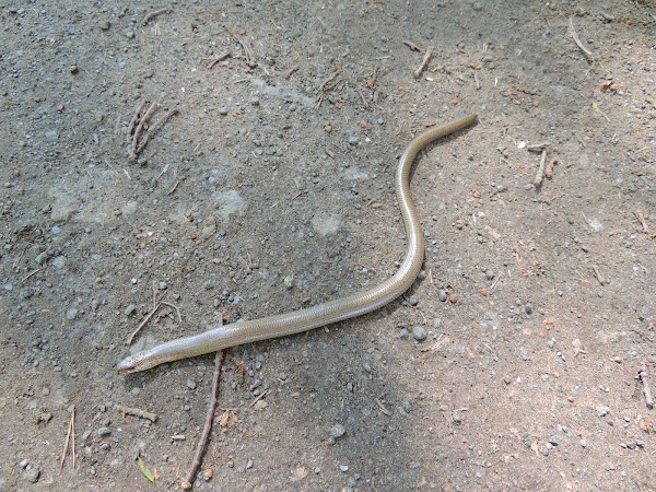 Slow worm | Project Noah