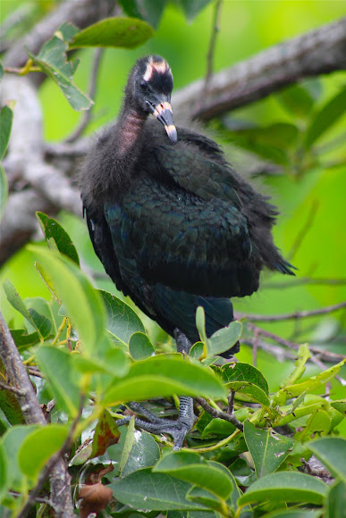 glossy ibis (chick) | Project Noah