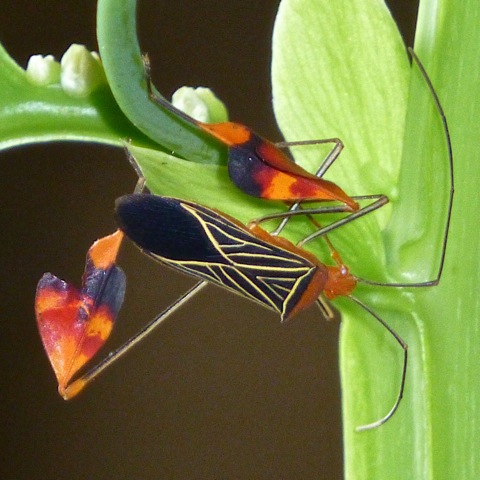 Flag-footed Bug | Project Noah
