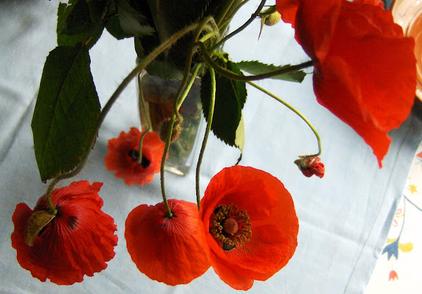 Field poppy/Poljski mak | Project Noah