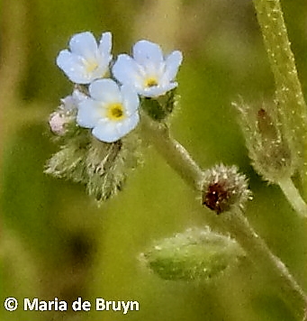 Wild Comfrey | Project Noah