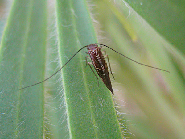 Barklouse | Project Noah