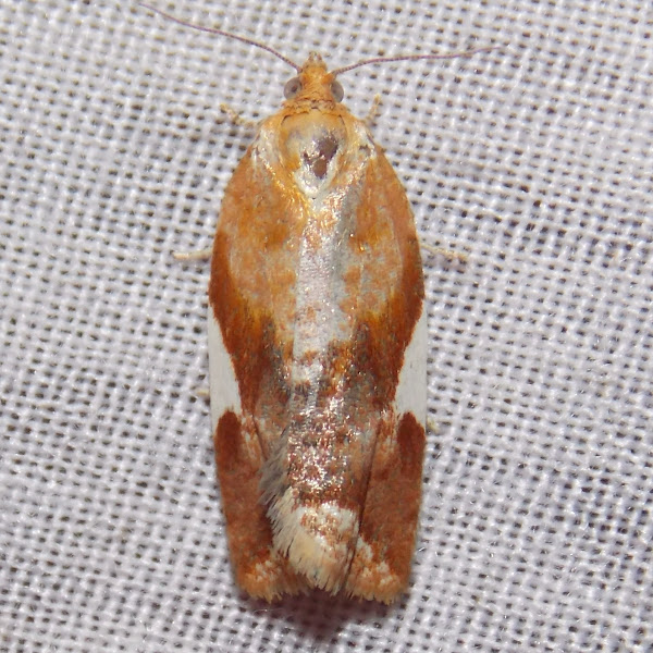 White-triangle Tortrix | Project Noah